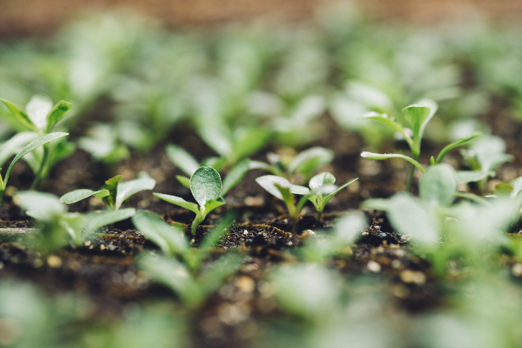 Tilth Soil – Living Soil for Professionals and Homegrowers
